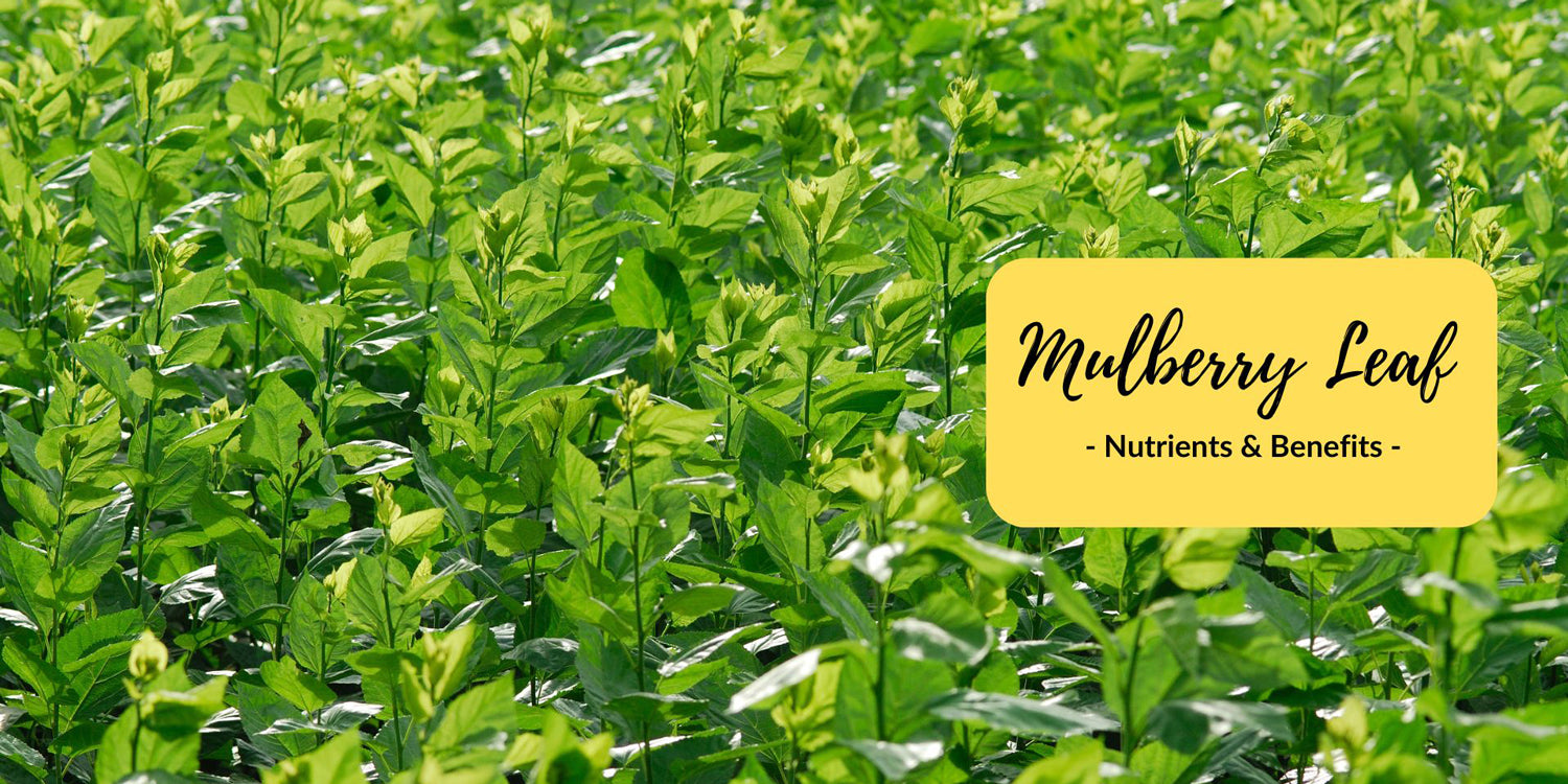 Exploring Mulberry Leaf Tea: Nature's Solution for Optimal Health – Phiten